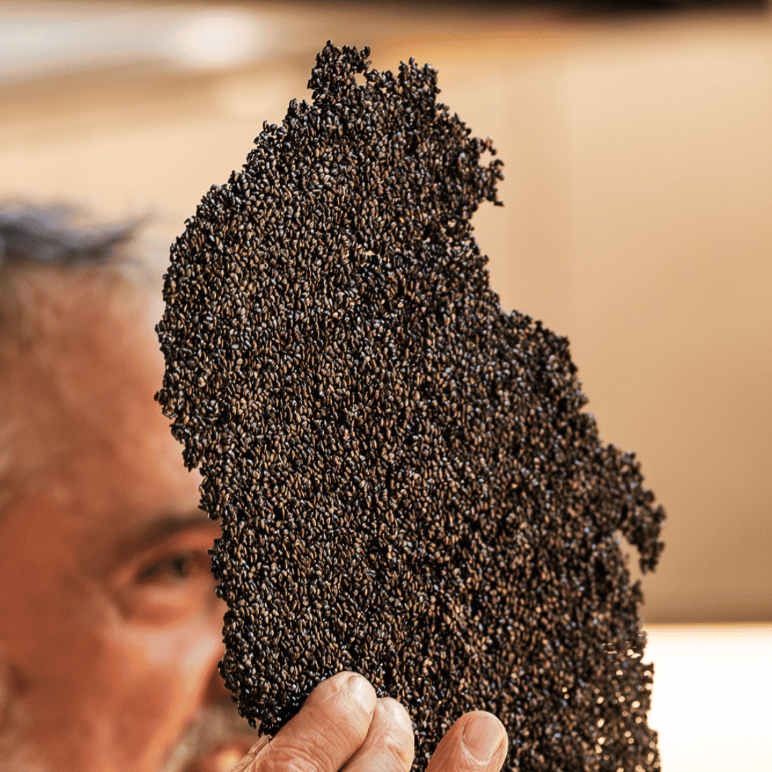 Black Sesame Crisp - Sosa